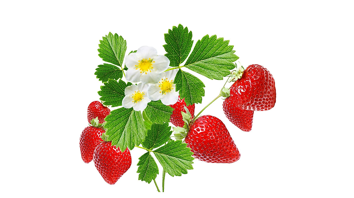 Buy Evie-2 Strawberry Plants - High Yield, Non-GMO