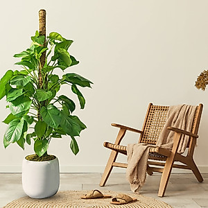 DUSPRO 59’’ Inches Large Moss Pole for Plants Monstera, Tall Indoor Plant Stake Support for Big Climbing Pothos Long Handmade Forest Moss Totem/Giant Trellis (Extra Large Size)