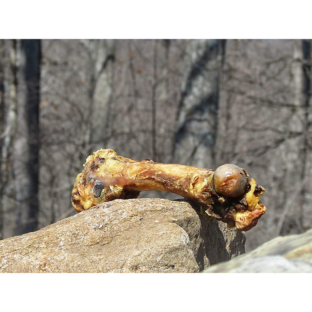 EcoKind Premium Giant Mastedon Femur Bone for Dogs | 1 Giant Bone | All Natural Femur Bone for Large Dogs and Aggressive Chewers