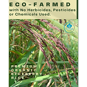 Organic Riceberry Rice - Purple Thai Black Jasmine Rice - Premium Freshness - Small Lot Harvest Direct from our Farm to your Table - 2 LB