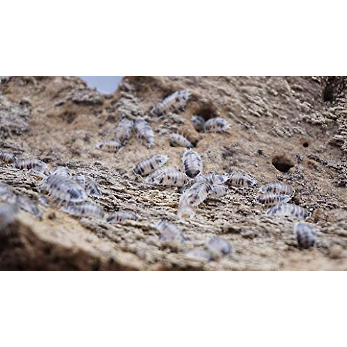 Bugzy Bugs Porcellio Laevis Dairy Cow 15 Count Live Isopods Roly Poly Cleanup Crew Reptile Food Terrarium Vivarium