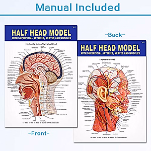 EVOTECH Human Half Head Superficial Neurovascular Model with Musculature, Life Size Anatomical Head Model Skull and Brain for Medical Teaching Learning, Kids Learning Education Display Tool