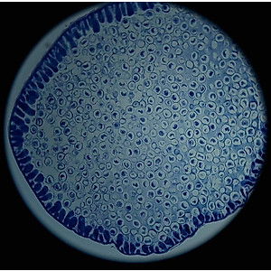 Prepared Animal Plant Cell Mitosis Meiosis Amitosis Comparison Microscope Slides Set, 5pcs Specimens to Display with Students in Biology Class (Mitosis & Meiosis)