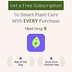 American Plant Exchange Majestic Palm, Tropical Elegance, Large Fronds, Perfect Indoor Statement Plant and Patio Decor, 10-Inch Pot