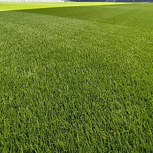 Outsidepride Full House Bermuda Grass Seed Blend of Monaco & Hollywood - 1 LB