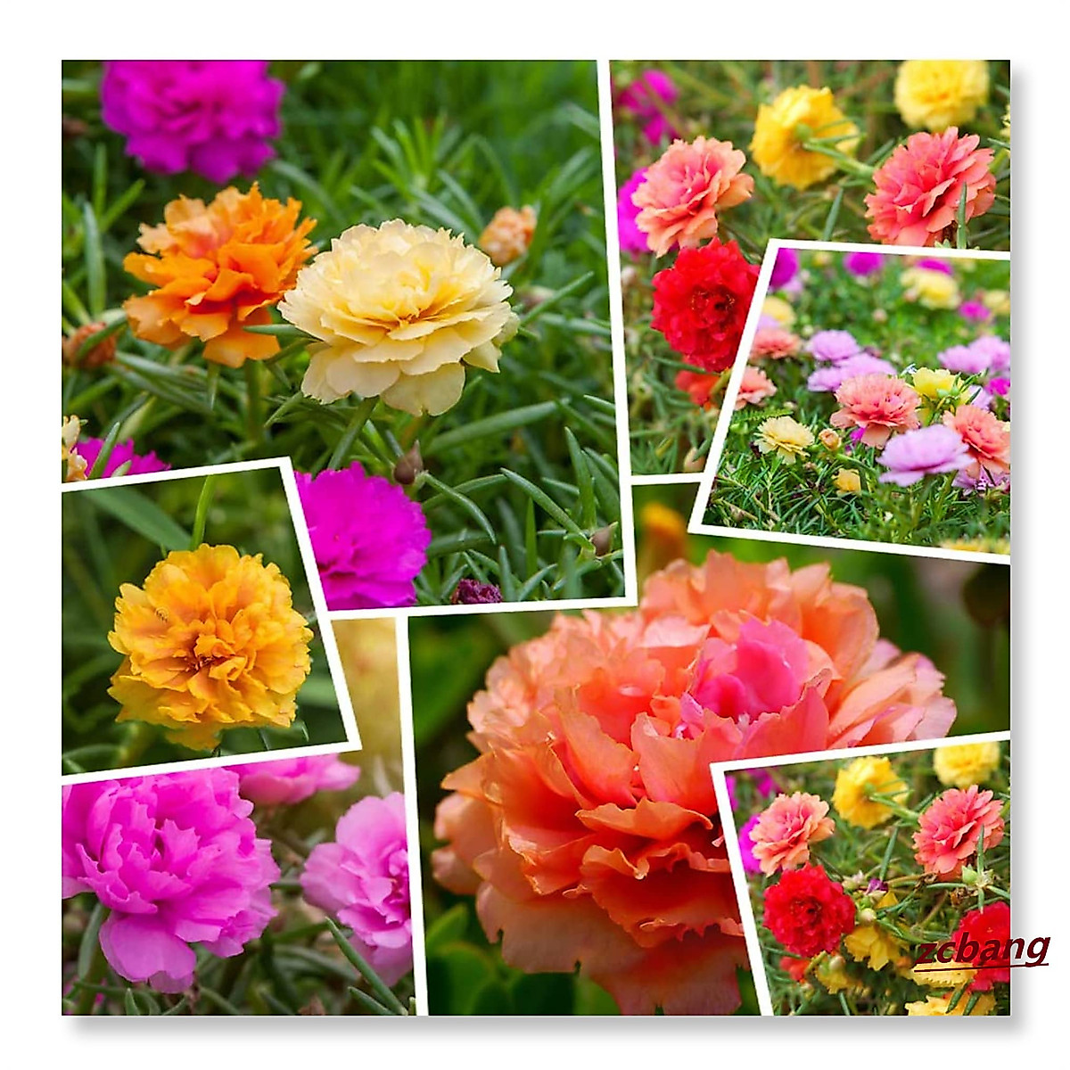 zcbang Moss Rose (Portulaca Grandiflora) Mixed Colors 2000+ Fresh Seeds