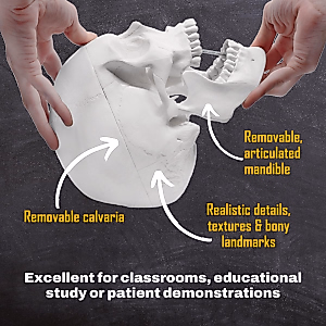 Human Anatomical Skull Model, 3 Part - Medical Quality Plastic Replica - 9" Height - Removable Calvaria - Articulated Mandible - Eisco Labs