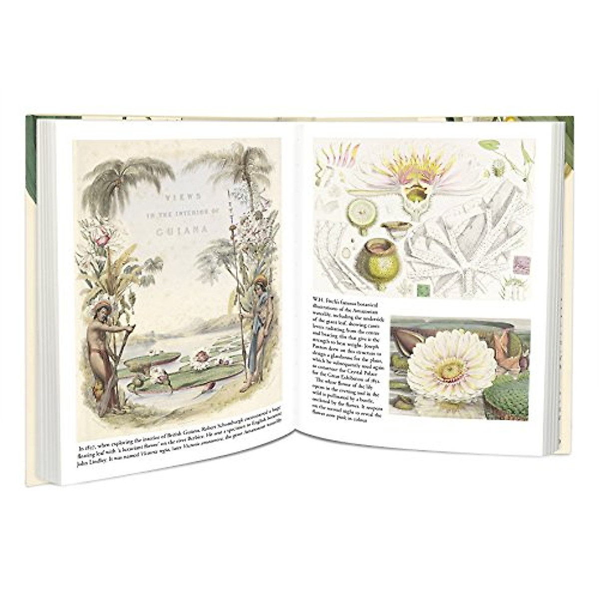 Plants: From Roots to Riches