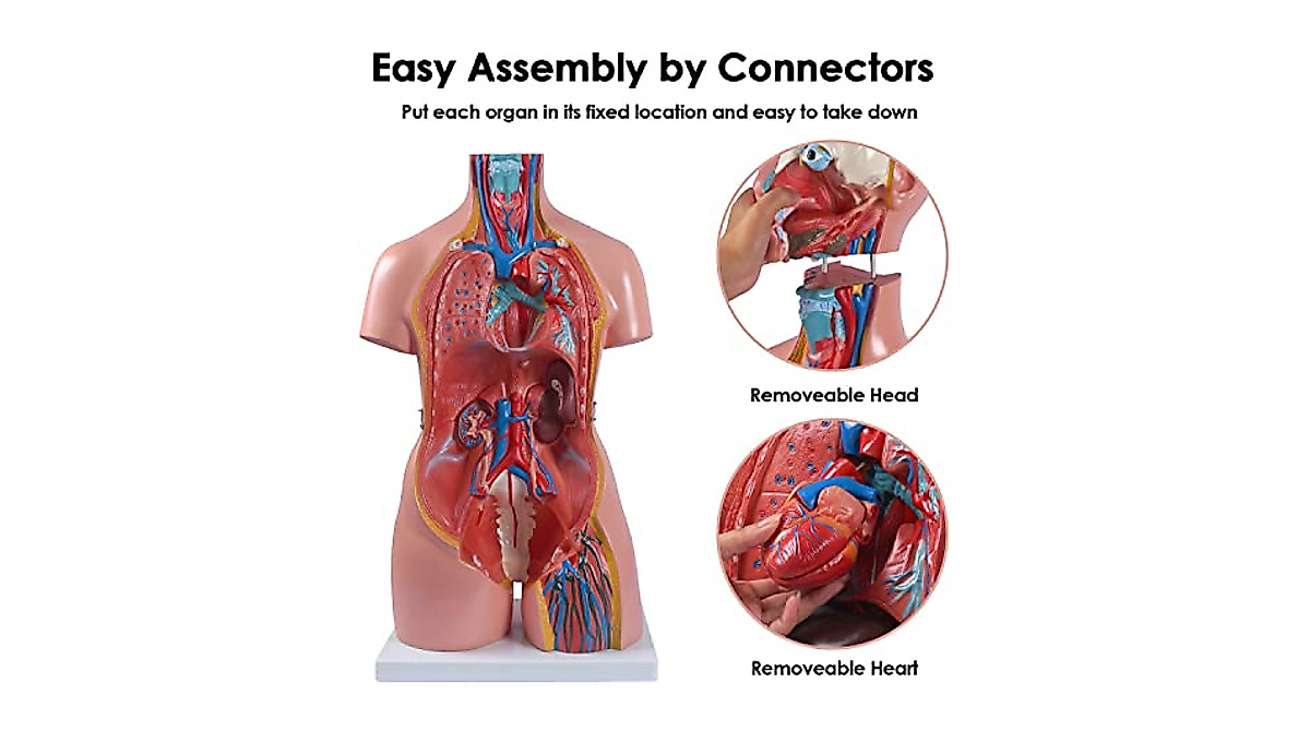 Breesky Life Size Human Body Model for Anatomy Learning