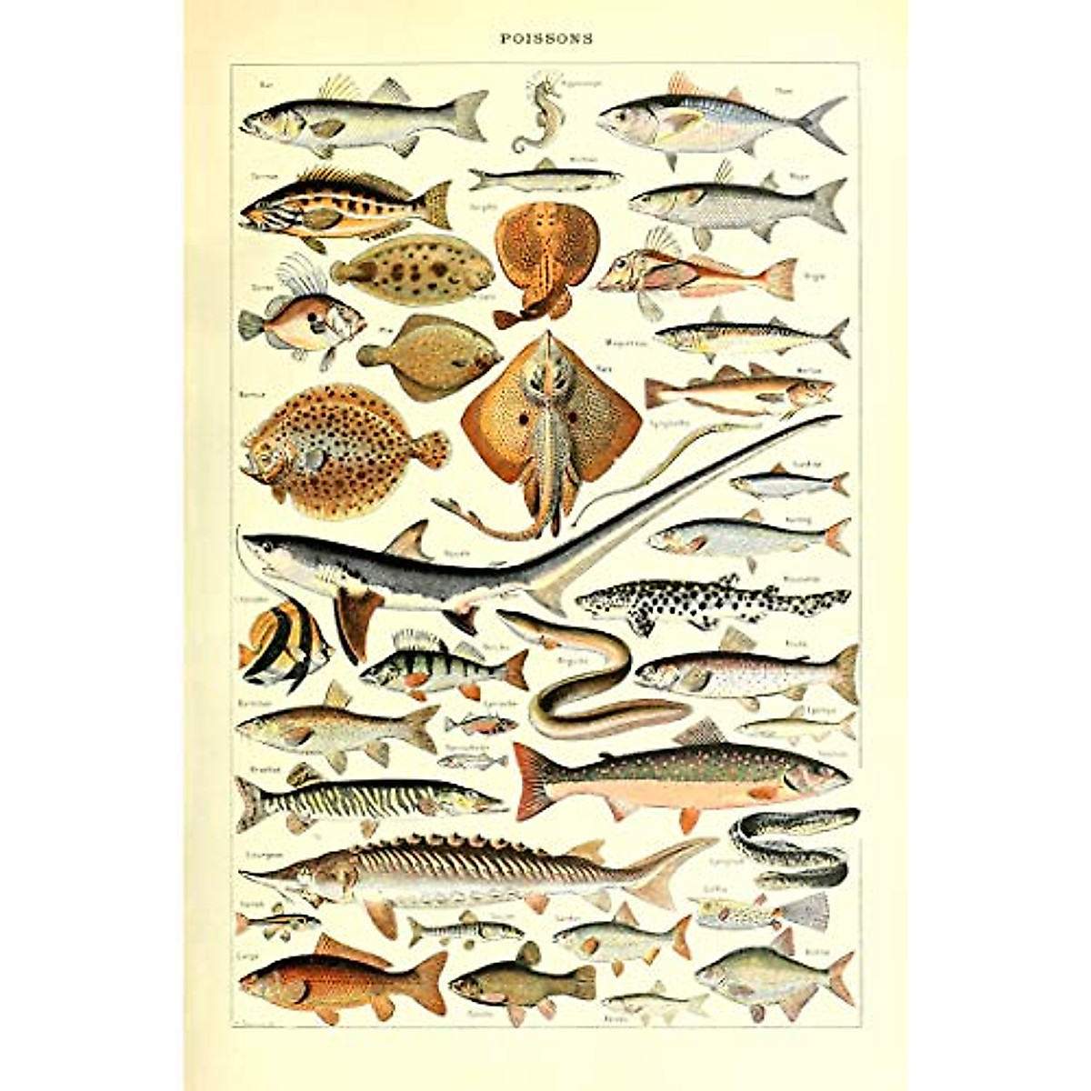 Meishe Art Poster Print Vintage Biology Botanical Science Wall Decor Sea Creature Animals Seashell Fish Marine Life Vegetables Birds Feather Butterflies Breeds Species Identification Set of 6pcs