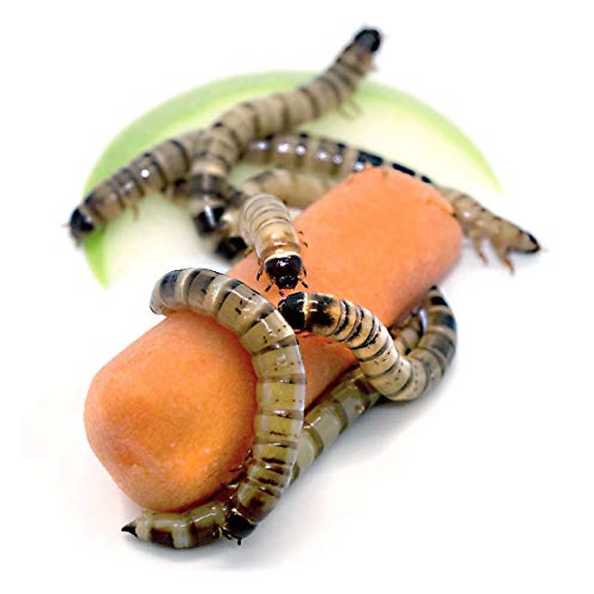 Freshinsects Live Superworms Feed Reptile, Birds, Fishing Best Bait - 250 Count