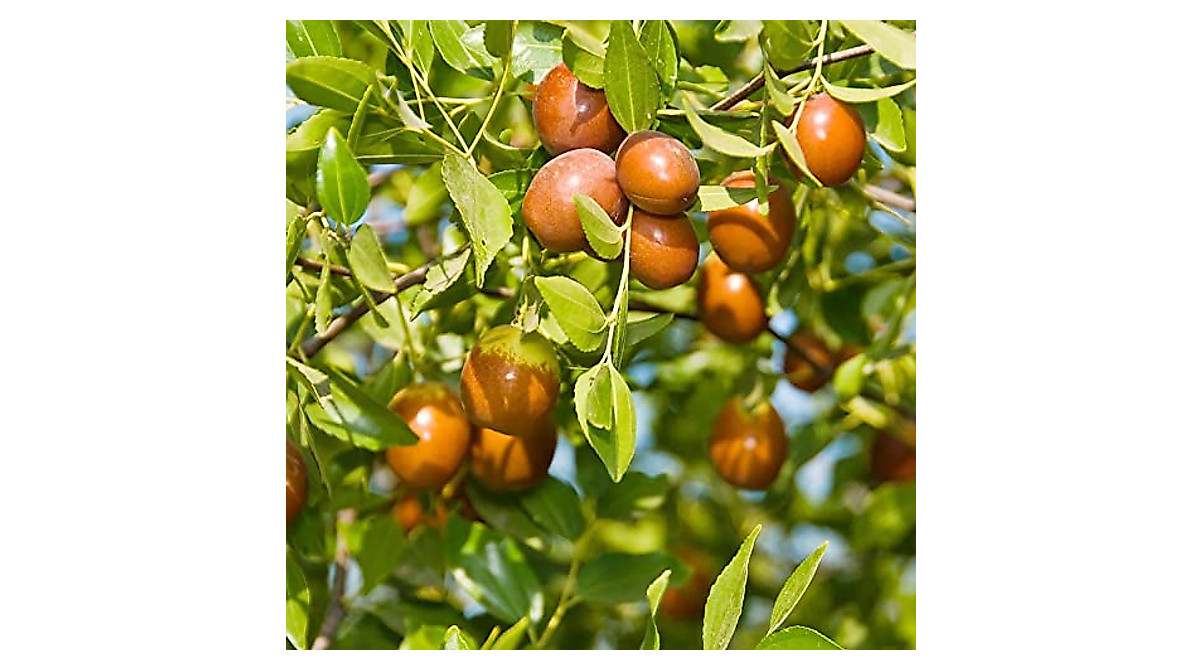 Grow Drought-Tolerant Indian Jujube Trees - 10 Seeds for Edible Gardens