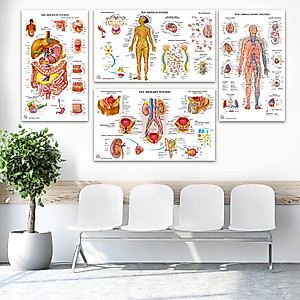 11 Human Anatomy Posters - Medical Posters, Skeletal, Male Female Muscular, Circulatory, Lymphatic, Reproductive, Nervous, Digestive, Endocrine, Respiratory Systems, Health Posters -18x30