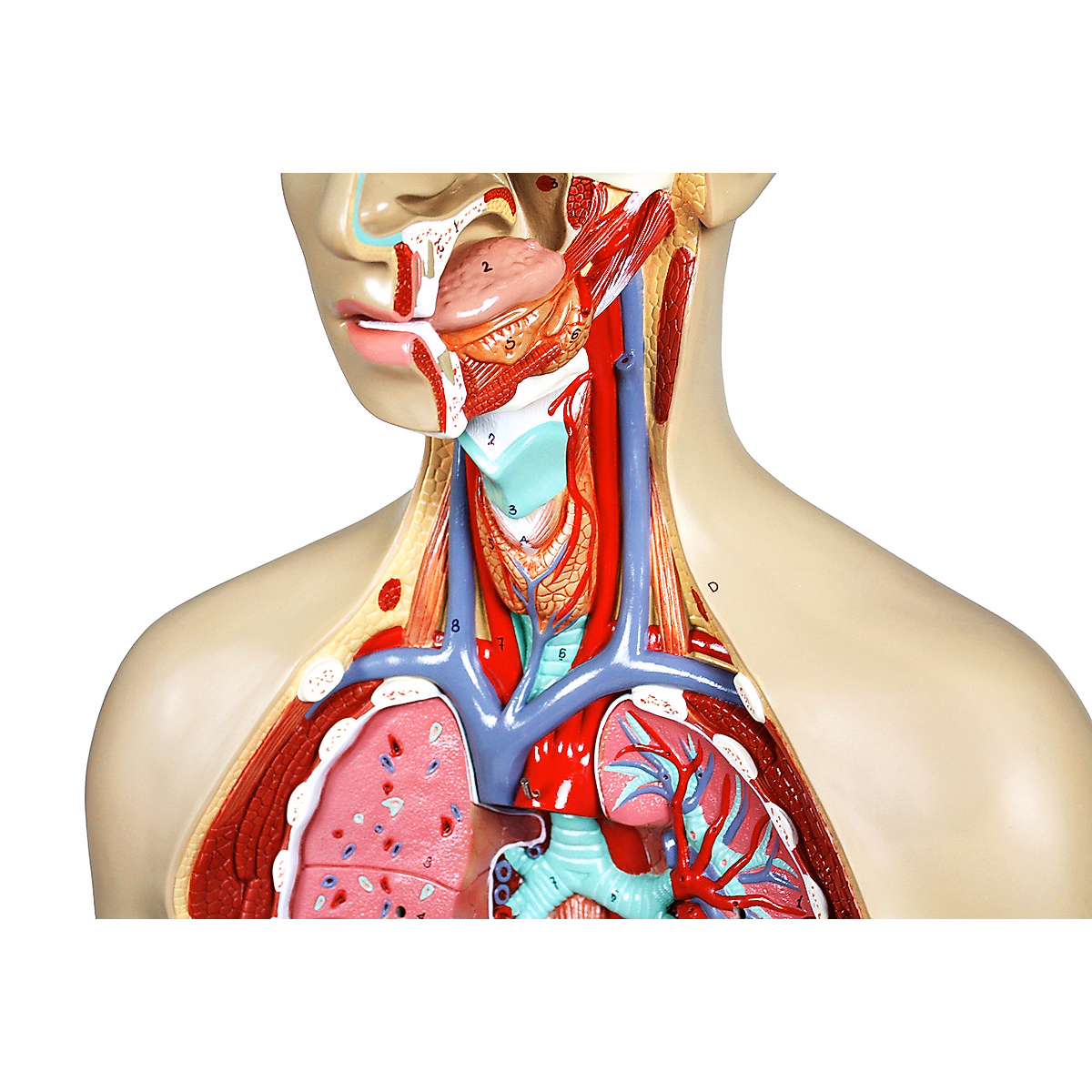 Vision Scientific VAT107-DC 17 Parts Sexless Human Torso | Open Back Exposes Muscular Layers, Vertebral Volume, Nerve Branches |Neck Dissected Shows Muscular, Neural, Vascular and Glandular Structure