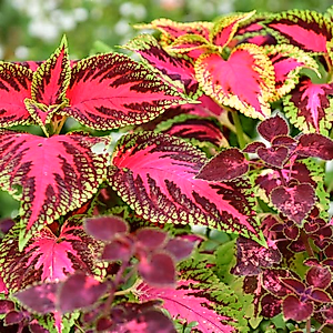 Park Seed Giant Exhibition Complete Mix Coleus Seeds, Popular Colorful Houseplants, Pack of 20 Seeds