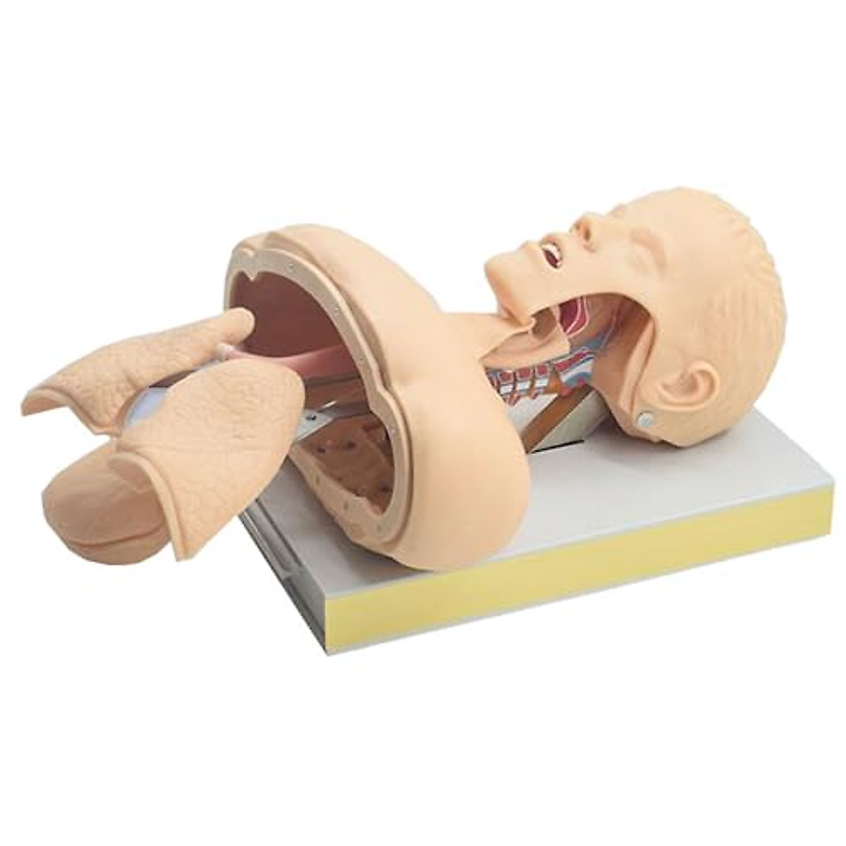 Oral Nasal Intubation Manikin,First Aid Tracheal Intubation with Alarm Function,Intubation Manikin Airway Management Trainer Advanced Human Tracheal Intubation Model