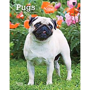 Pugs 2022 6 x 7.75 Inch Spiral-Bound Wire-O Weekly Engagement Planner Calendar | New Full-Color Image Every Week | Animals Dog Breeds Pets