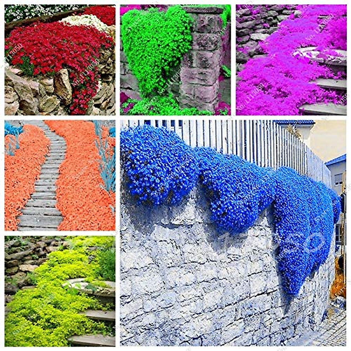 Rainbow Creeping Thyme Plants Blue Rock CRESS Plants - Perennial Ground Cover Flower ,Natural Growth for Home Garden 200 Pcs/Bag - (Color: 12)