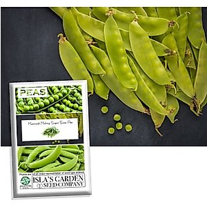 Mammoth Melting Sugar Snow Pea Seeds for Planting, 50+ Heirloom Seeds Per Packet, (Isla's Garden Seeds), Non GMO Seeds, Botanical Name: Pisum sativum, Great Home Garden Gift
