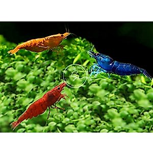 Swimming Creatures Family of 12 Mixed Color Live Freshwater Shrimp for Aquarium or Fish Tank. Live Arrival Guarantee