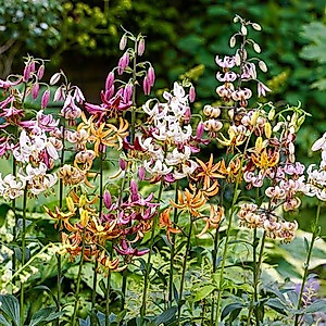 Lily Bulbs - Martagon Mix - 12 Bulbs - Mixed Flower Bulbs, Bulb Attracts Bees, Attracts Butterflies, Attracts Pollinators, Easy to Grow & Maintain, Fragrant, Cut Flower Garden