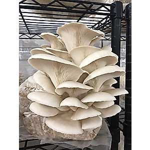 MushroomMediaOnline - 100% Soy Hull Mushroom Pellets - Ideal and Fast-Growing Substrate for Mushroom Cultivation, Oyster Mushrooms, Shiitake, and More (10 Pounds)