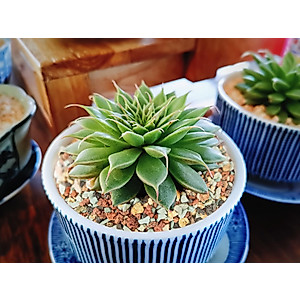 2.4lb Bonsai Succulent and Cactus Soil Boniosz Gritty Mix Rocks Faster Draining Optimized PH No Root Rot