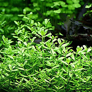 3 Water Lettuce + 3 Water Hyancinth Bundle + Moneywort - Floating Live Pond Plants + Marginal Plant