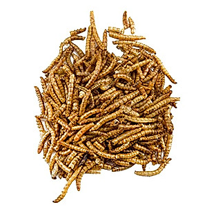Carnivorous Plant Food Dried Mealworms (1oz), for Feeding Carnivorous Plants (Venus Fly Trap, Pitcher Plant, Sundews, Etc.)