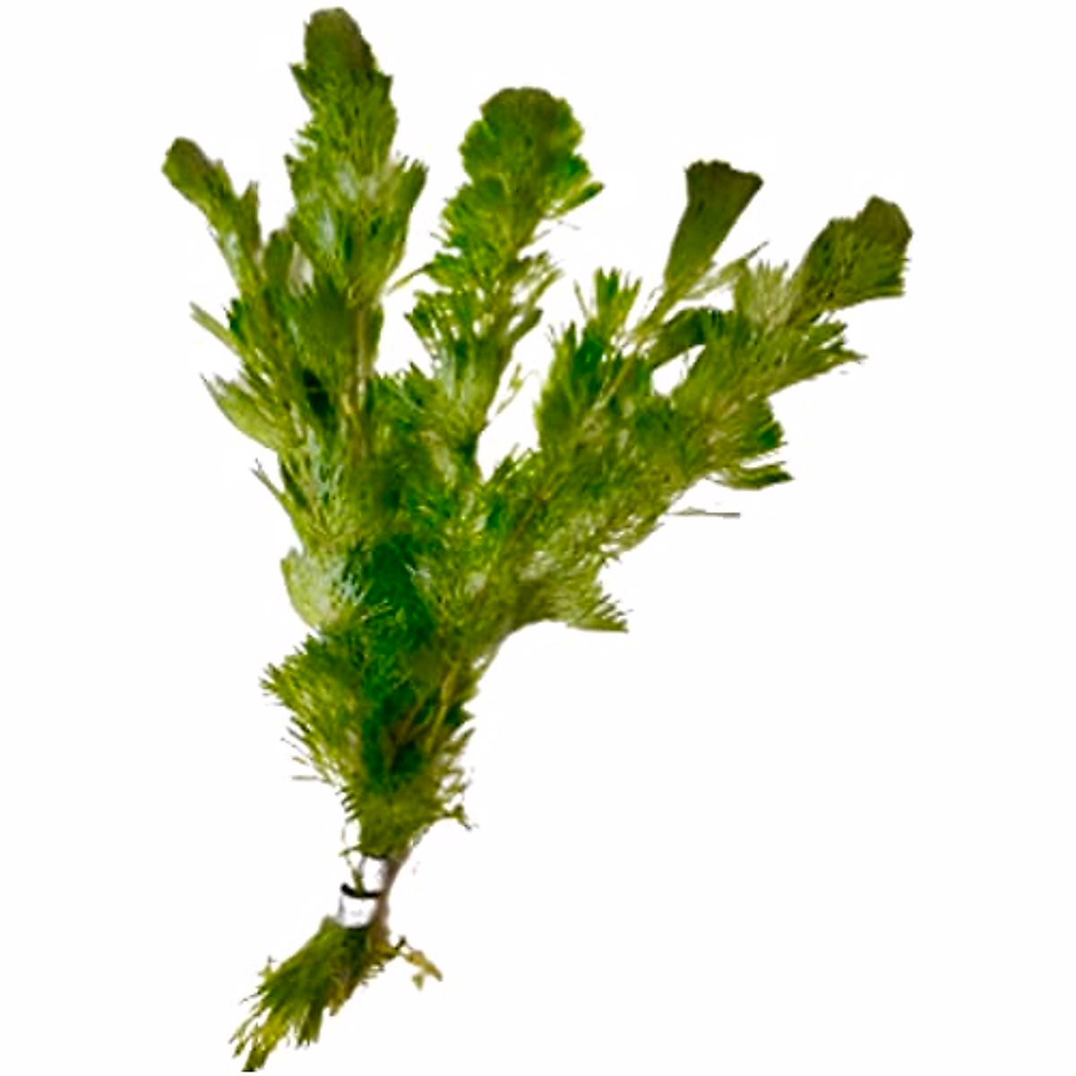 Marcus Fish Tanks - 3X Green Cabomba Caroliniana Live Aquarium Plants for Aquatic Freshwater Fish Tank