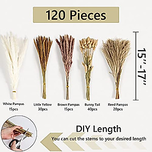 Dried Pampas Grass Decor, 120Pcs Boho Home Wedding Party Decor Dried Flowers Arrangements White & Natural Pampas Grass, Reed, Bunny Tails