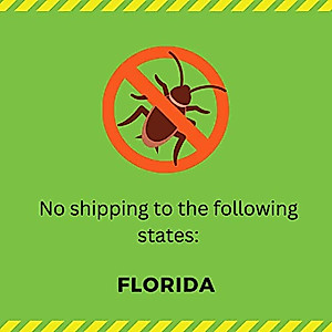 Josh's Frogs 3/4" - 1" Large Orange Head Roaches (25 Count)