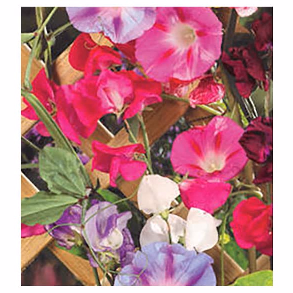 Colorful Mixed Climbing Vine Seeds - Morning Glory, Nasturtium, Black Eyed Susan Vine and Sweet Pea