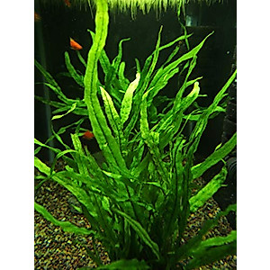 Discus-Warm Water Aquarium Plant Bundle