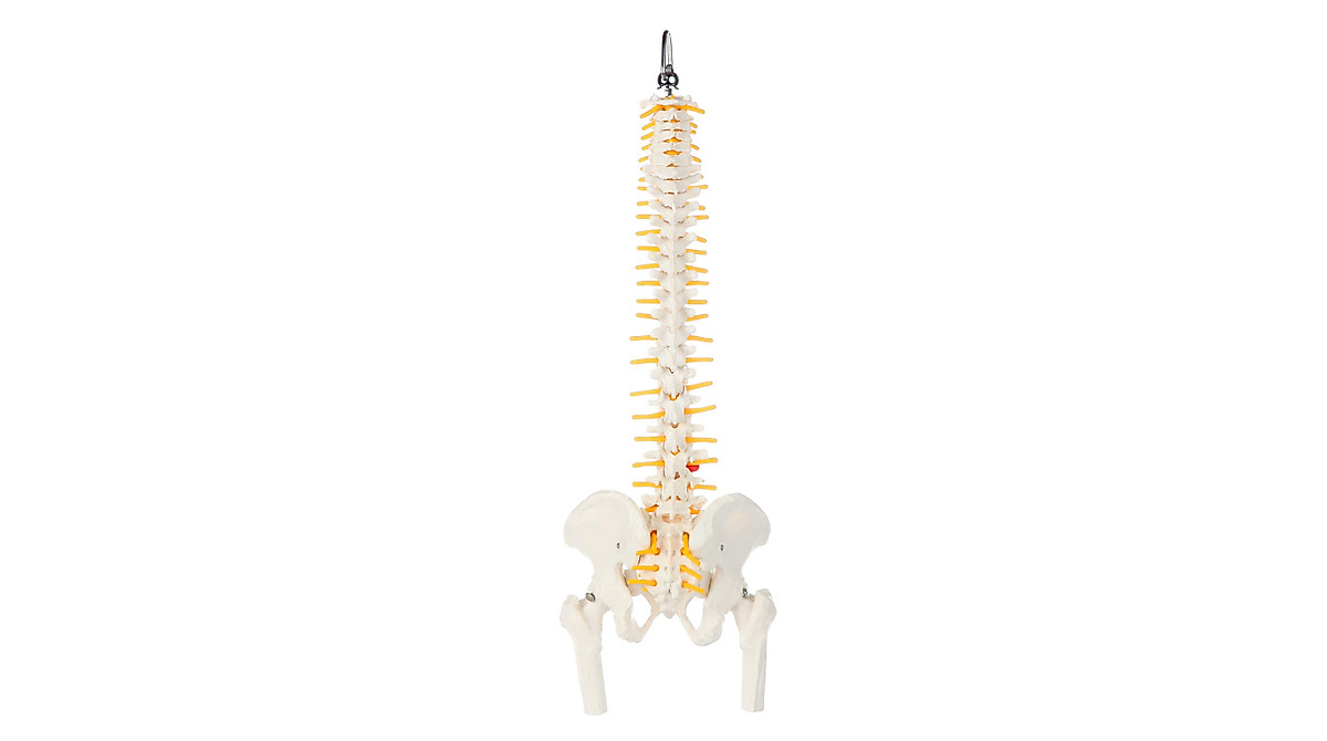 Axis Scientific Mini Spine Model for Anatomy Education
