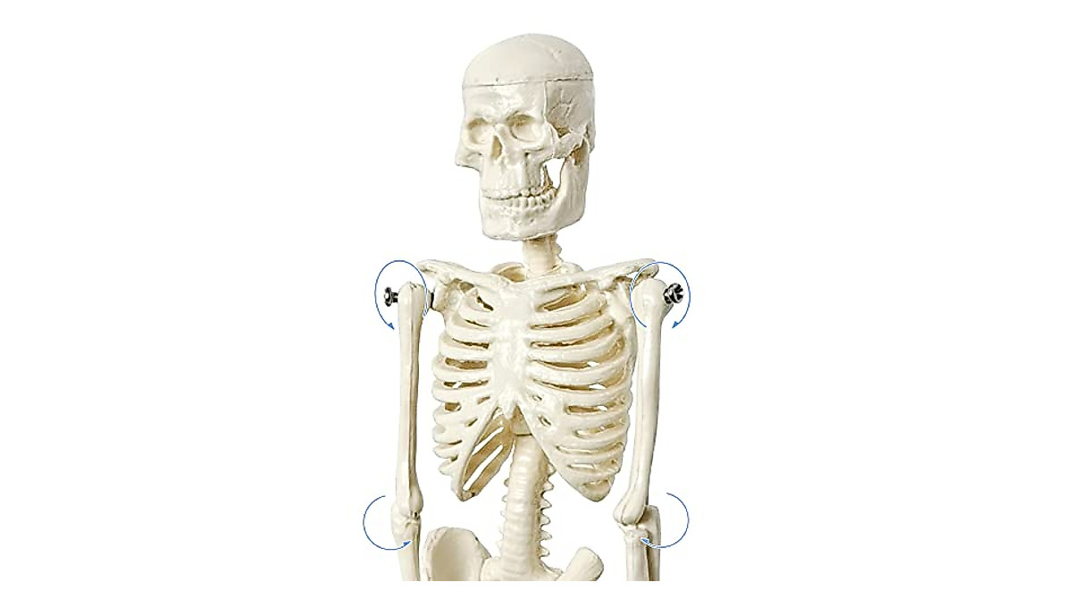 NEW HORIZON 21cm Human Skeleton Model - High Fidelity & Details