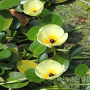 Mainam Water Poppies Golden Bulb Hydrocleys Nymphoides Live Aquarium Plants Decorations Freshwater Fish Tank Aquatic Plant3 Days Pond Tropical