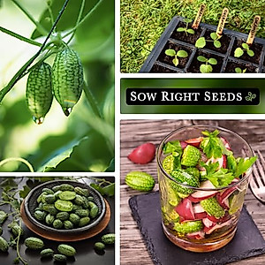 Sow Right Seeds - Cucamelon Seeds for Planting - Non-GMO Heirloom Packet with Instructions to Plant an Outdoor Home Vegetable Garden - Mini Bitter Mouse Melon, Mexican Sour Gherkin - Rare Variety (1)