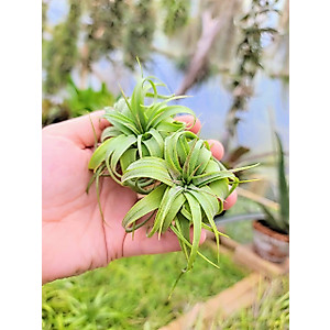 Small Air Plants - 1 Streptophylla Hybrid - 2 to 4 Inch Air Plant - Color & Form Varies by Season - 30 Day Guarantee on Tillandsia from The Drunken Gnome (1, Small 2-4")