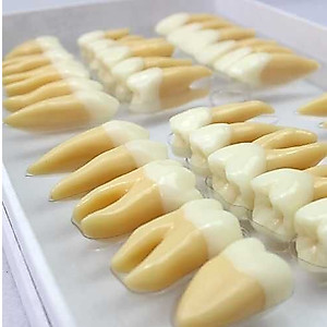 Doc.Royal 32 pcs Superior 2.5 Times Permanent Teeth Model Demonstration Teach Model