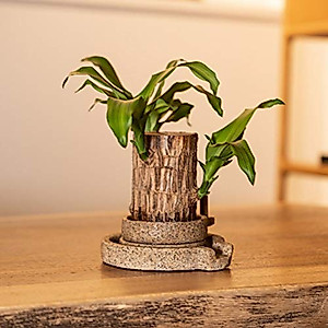 PartyKindom 1pc Ornaments Flower pots for Indoor Plants Planter pots for Indoor House Plants Artificial Plant pots Outdoor Flower pots Mini vase Garden Flowerpot Office Succulents Resin Unique