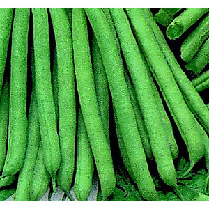60 Slenderette Bush Bean Seeds for Planting Heirloom Non GMO 14 Grams Garden Vegetable Bulk Survival Hominy