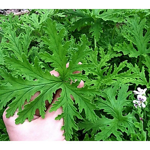 1500 Non-GMO Plant Seeds- Home Heirloom Garden Perennial Plant Seeds for Planting