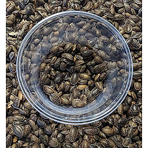 DBDPet™ Premium 300ct Medium Dubia (0.45-0.70") - Bearded Dragon, Leopard Gecko, Phelsuma, Chameleon, and Other Small Reptile Food