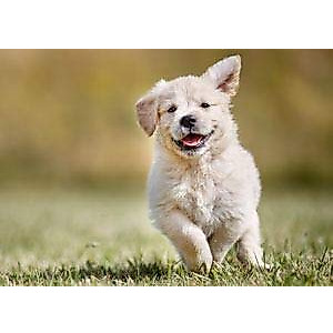 Immune Boost for Dogs - Dog Ultra Vitamins - Minerals - Essential NUTRIENTS - Premium and Natural - Dog Vitamins for Puppies - 2 Bottles (180 Chews)