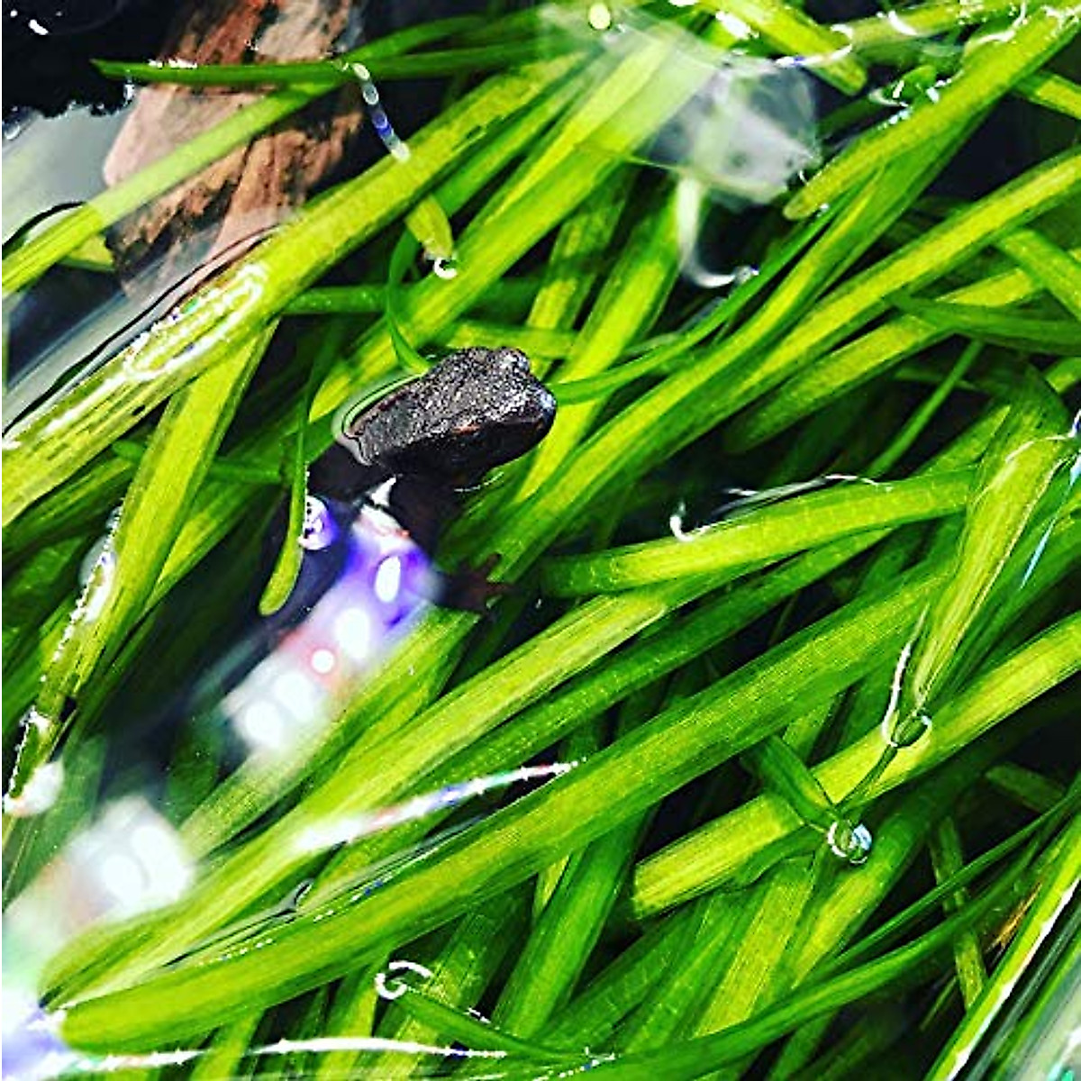 Jungle Val | Tall Vallisneria Spiralis 3-Bunch Freshwater Live Aquarium Plants Background Fish Tank Greenpro