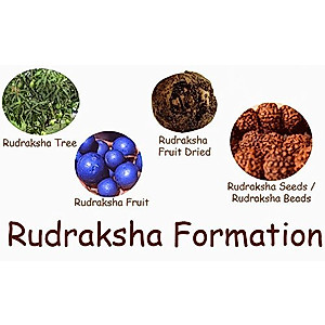 Petrichor Original Nepali 5 Mukhi Rudraksha Round Bead (Colour: Brown)