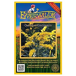 Everwilde Farms - 2000 Old Field Goldenrod Native Wildflower Seeds - Gold Vault Jumbo Seed Packet