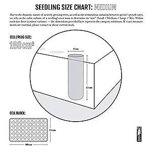 Japanese Maple | Medium Tree Seedling | The Jonsteen Company