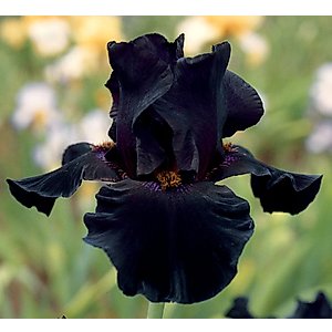 Old Black Magic Tall Bearded Iris Plant Potted - Fragrant Black Flowers - Easy to Grow Garden Perennial